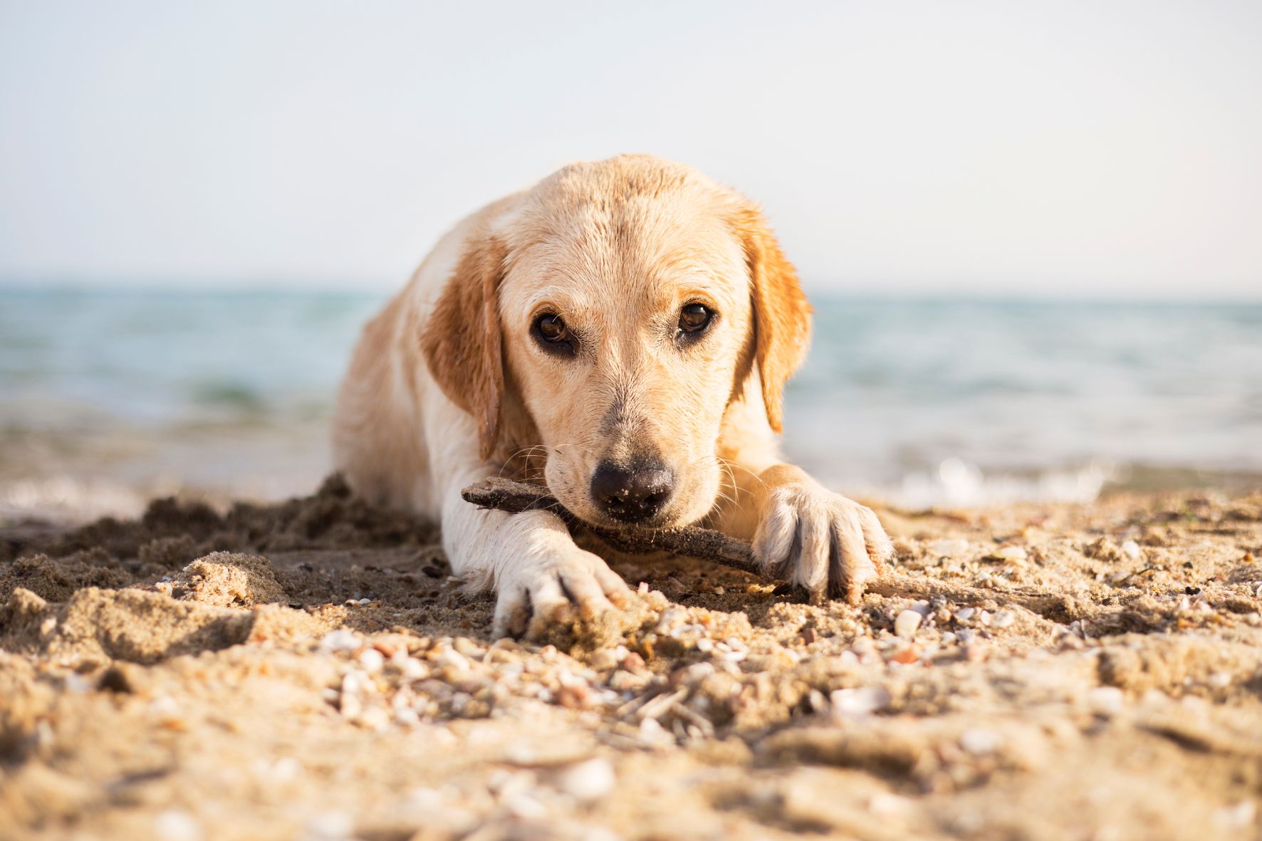 Urlaub auf Sylt mit Hund - Fineline
